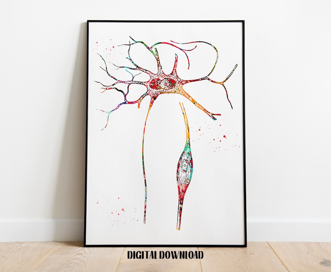 Neurons Cells Neurons Synapses Brain Cells Biology Poster - Etsy