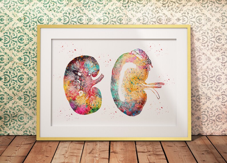 The Kidneys Anatomy Urology Illustration Human Kidneys Poster - Etsy