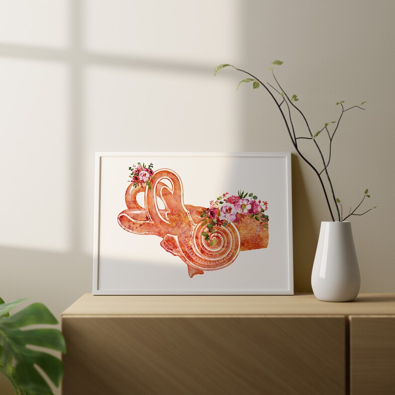 Human Ear Anatomy Audiology Poster Cross Section of Ear - Etsy
