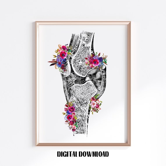 Knee Bone Human Anatomy Orthopedic Skeletal System Leg Bones - Etsy