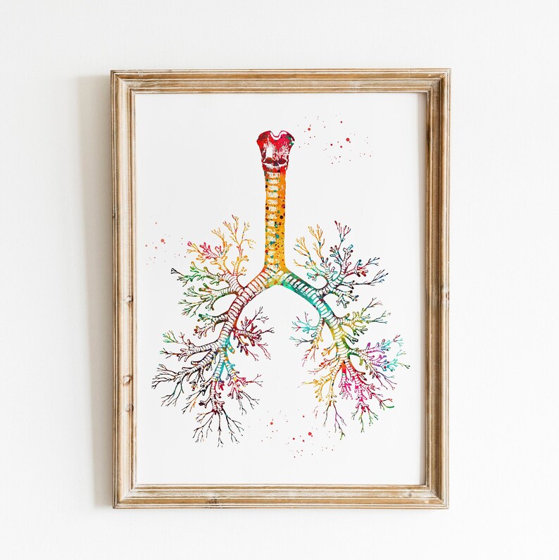 Bronchial Tree Lungs Art Anatomy Alveolar Respiratory System - Etsy