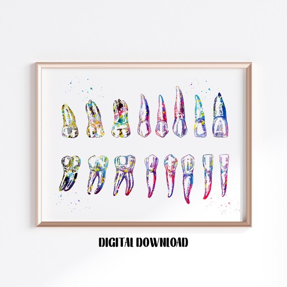 Teeth Diagram Tooth Chart Dental Clinic Decor Poster Medical | Etsy