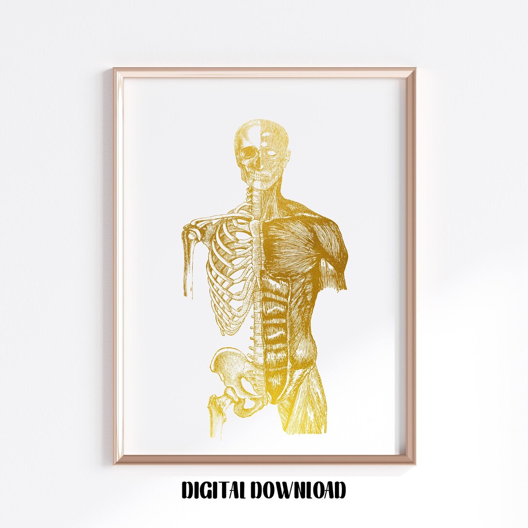 Bones and Muscles of the Torso Anatomy Musculoskeletal System Poster ...