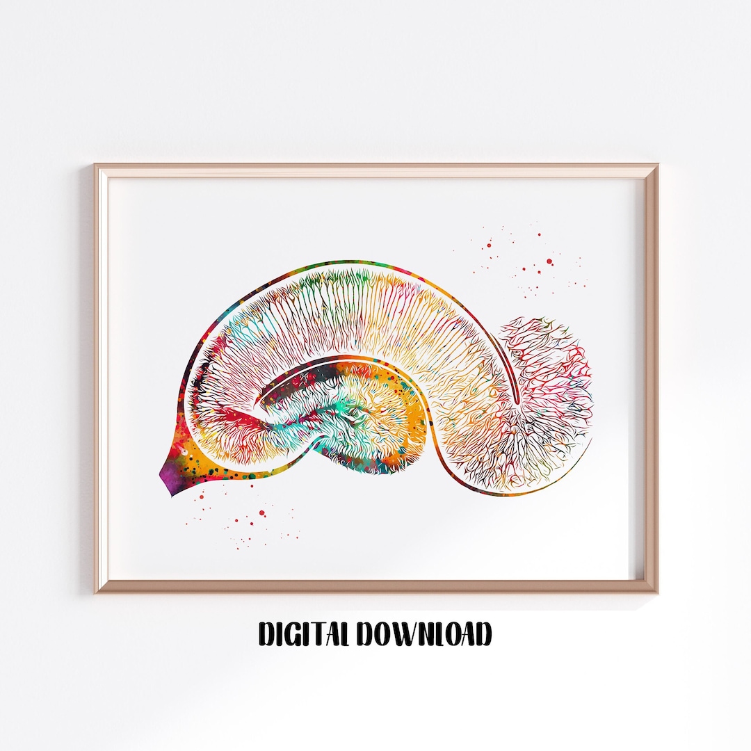 Brain Pyramidal Neurons Hippocampus Anatomy Pyramidal Cells Neurology ...