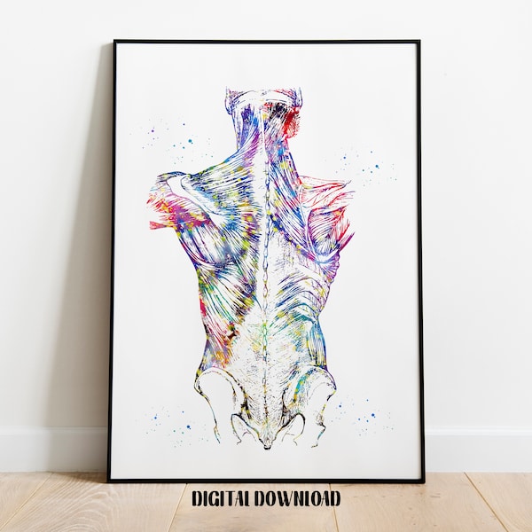 Muscle Anatomy Poster - Etsy