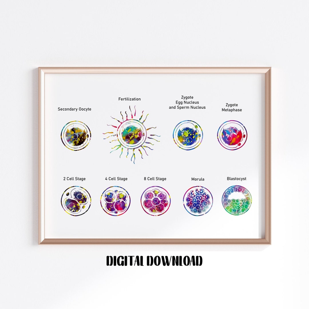 Developement of Fertilised Cell Stages Poster Medical Science ...