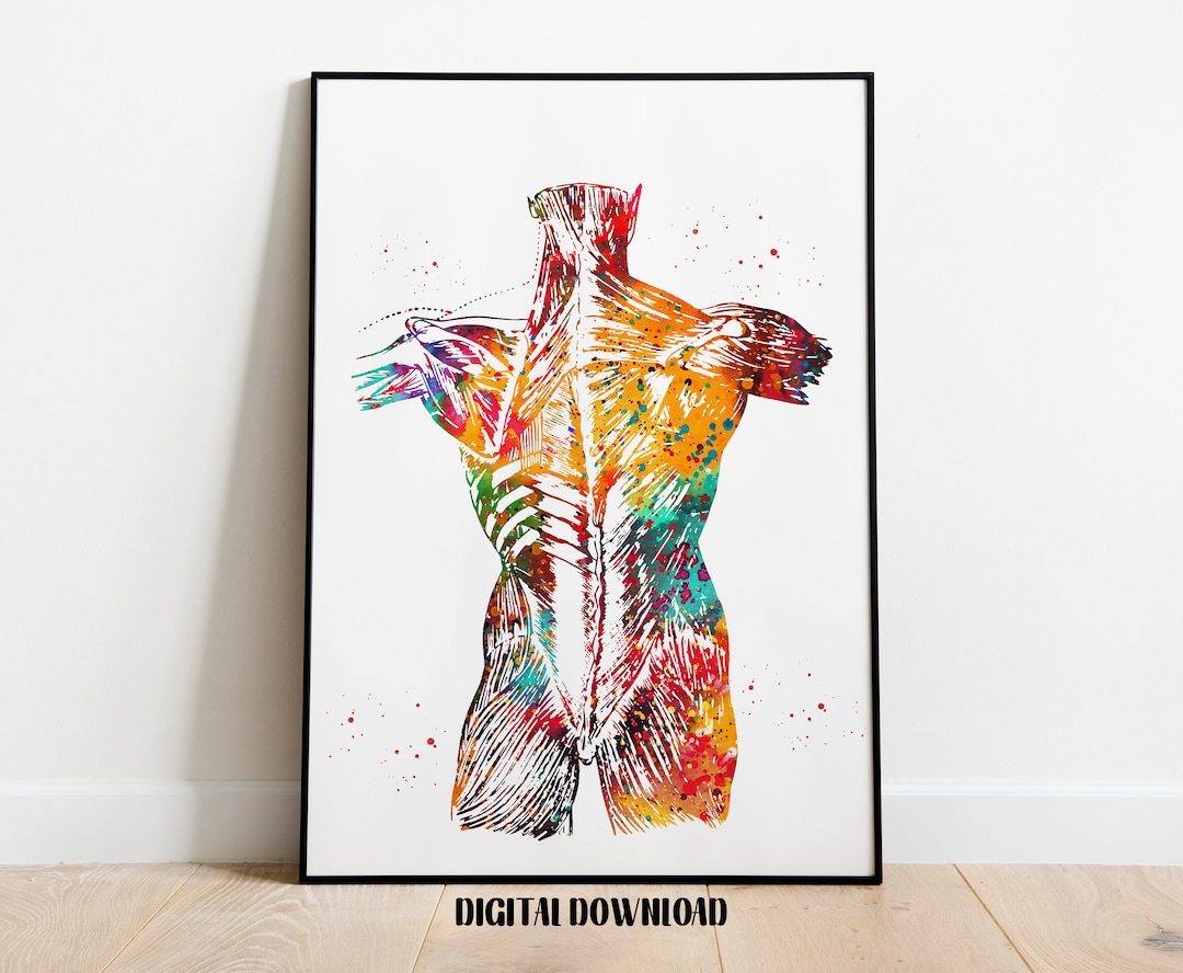 Back Muscles Human Muscles Anatomy Body Anatomical Biology Poster ...