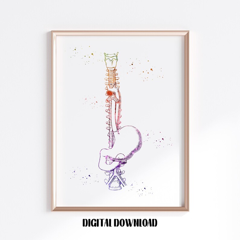 Esophagus and Stomach Anatomy Digestive System Biology Poster - Etsy