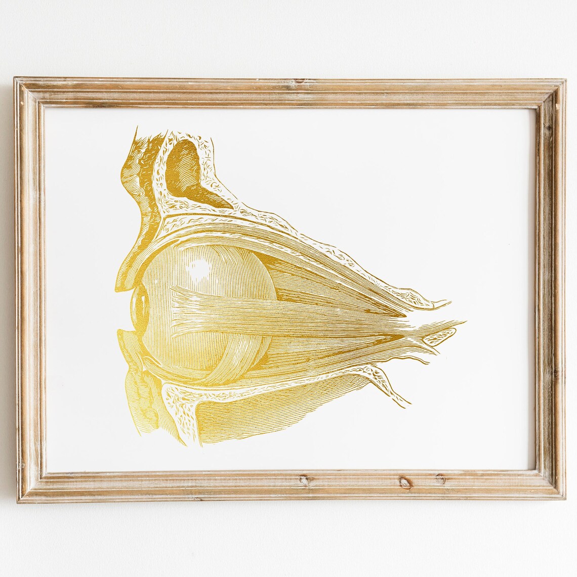 Eye Anatomy Human Eye Optometrist Optician Poster Medical Art - Etsy