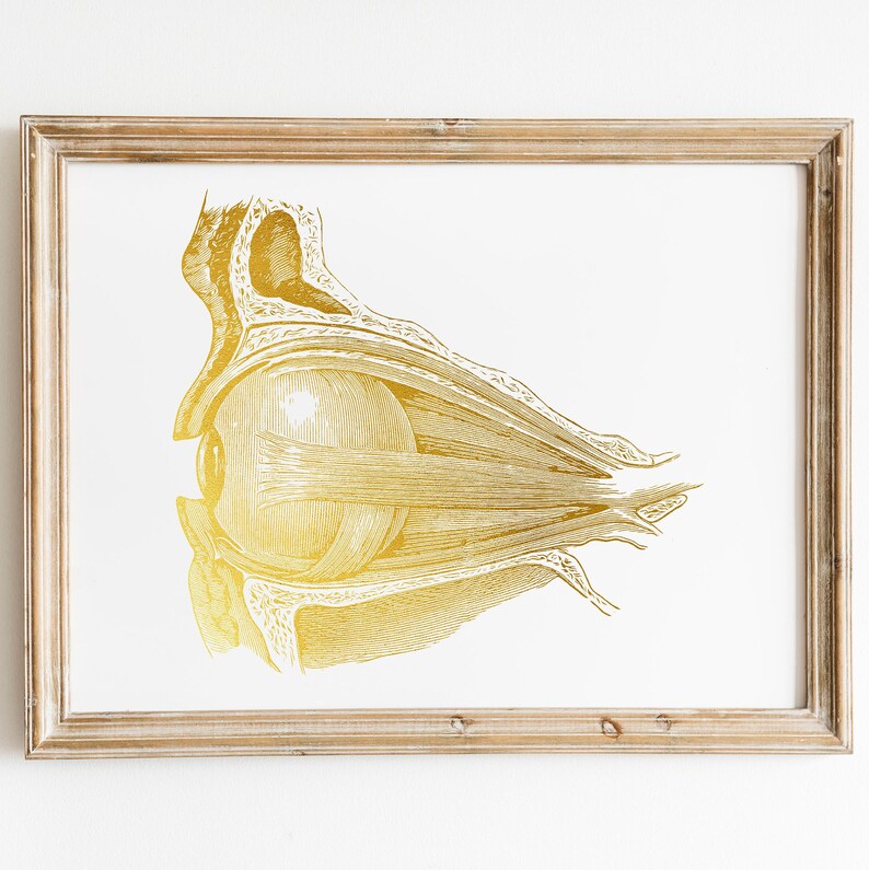 Eye Anatomy Human Eye Optometrist Optician Poster Medical Art - Etsy