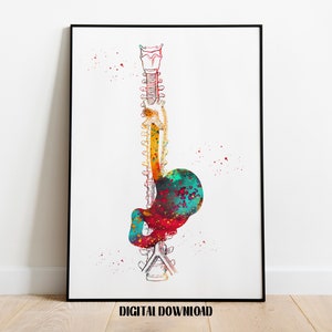 Esophagus and Stomach Anatomy Digestive System Biology Poster Medical ...