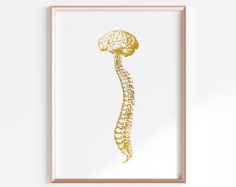 Human Spine With Brain Spinal Cord Anatomy Vertebral Column | Etsy