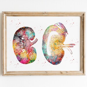 The Kidneys Anatomy Urology Illustration Human Kidneys Poster Medical ...
