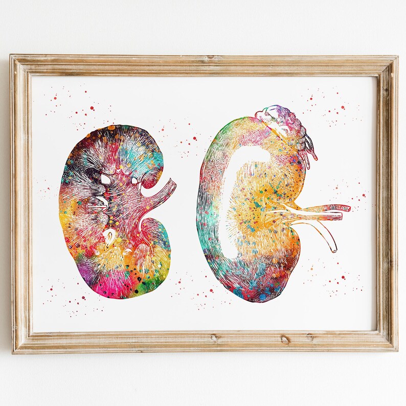 The Kidneys Anatomy Urology Illustration Human Kidneys Poster - Etsy
