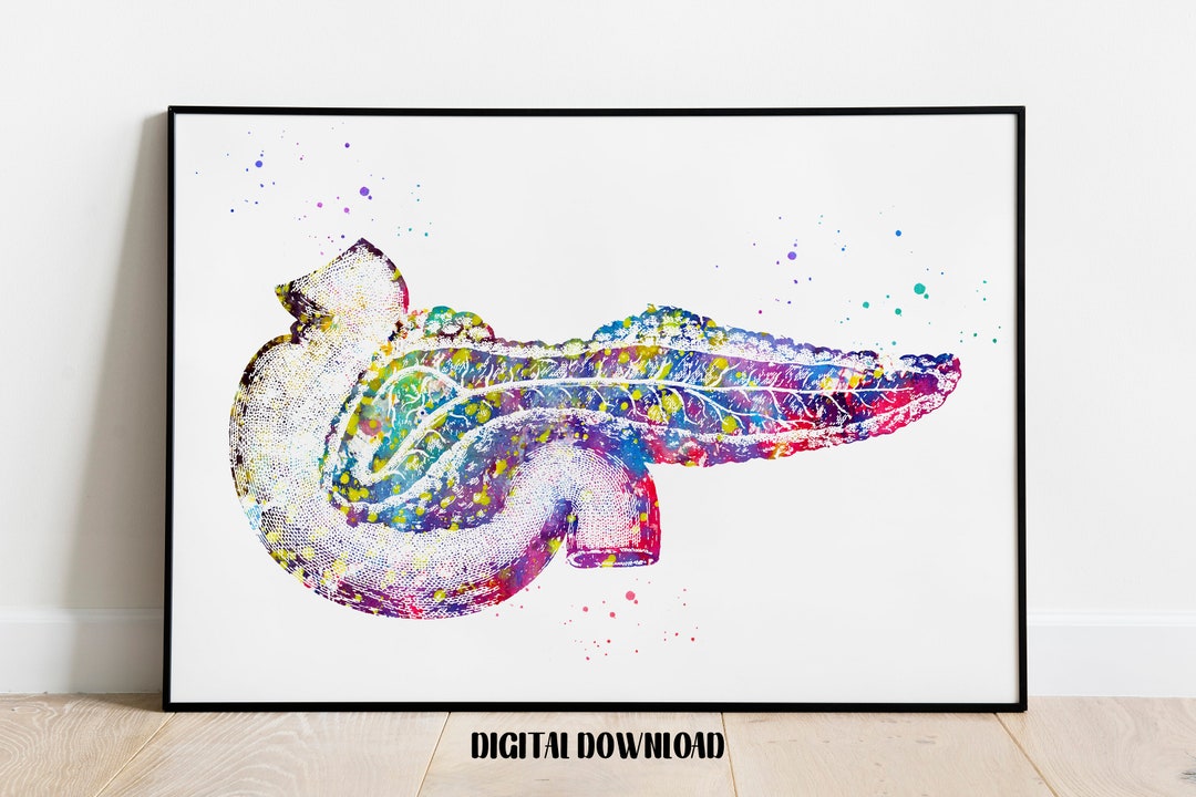 Pancreas Human Anatomy Internal Organs Poster Medical Science ...