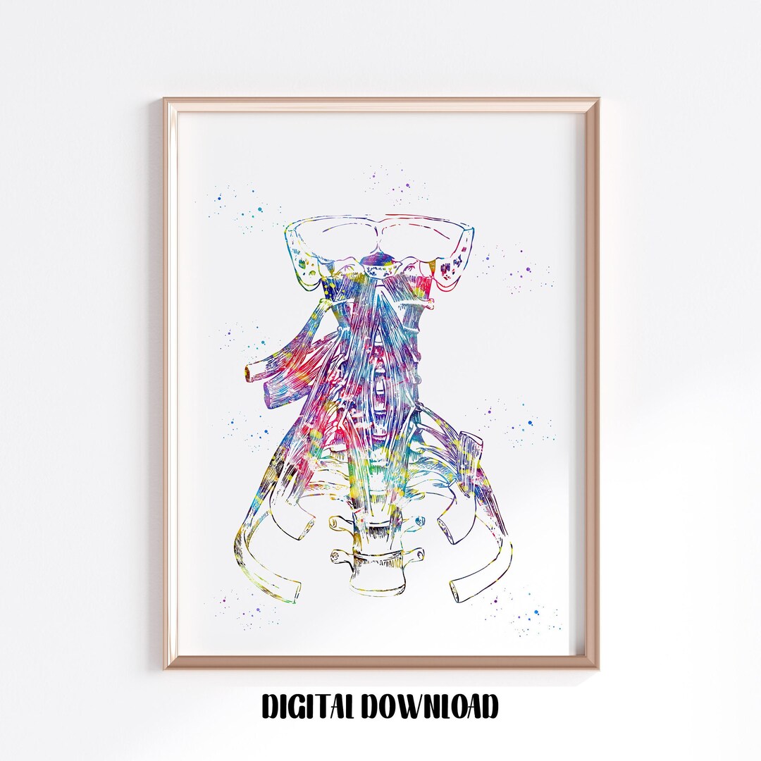 Muscles of the Neck Poster Medical Science Watercolor Digital - Etsy