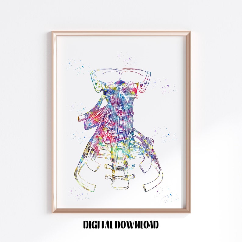 Muscles of the Neck Poster Medical Science Watercolor Digital - Etsy