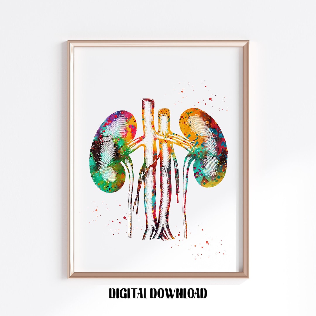 Kidneys Anatomy Urology Illustration Poster Medical Science Watercolor ...