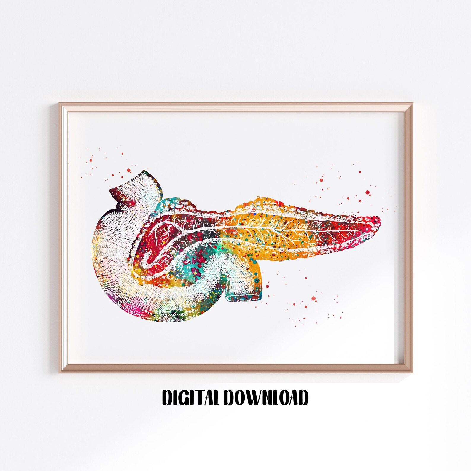 Pancreas Human Anatomy Internal Organs Poster Medical Science - Etsy Canada