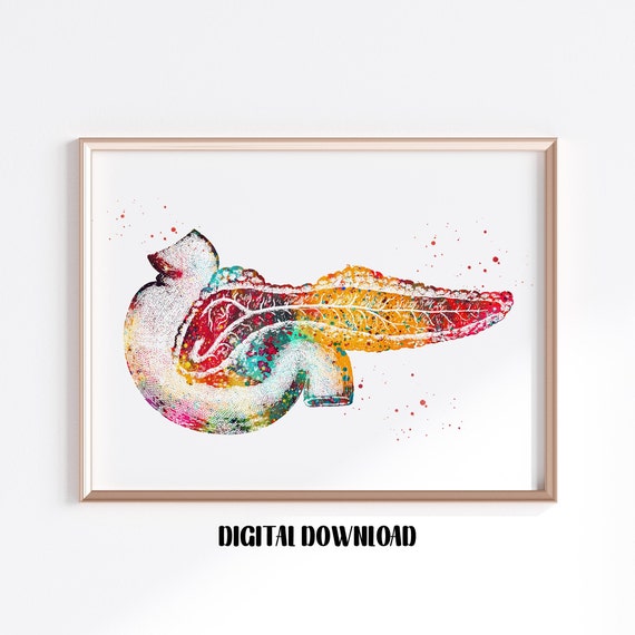 Pancreas Human Anatomy Internal Organs Poster Medical Science - Etsy UK