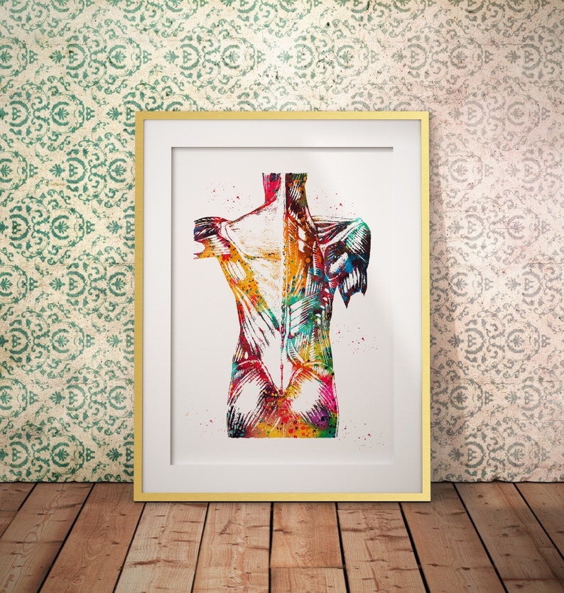 Anatomy of Superficial Muscles Back Biology Poster Medical - Etsy