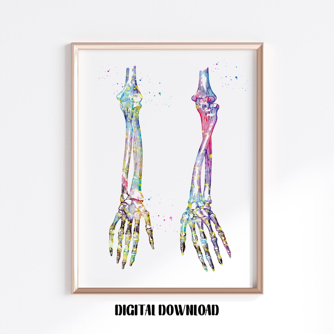 Arm Bones Skeletal Arm Bones Science Orthopedic Art Skeleton - Etsy