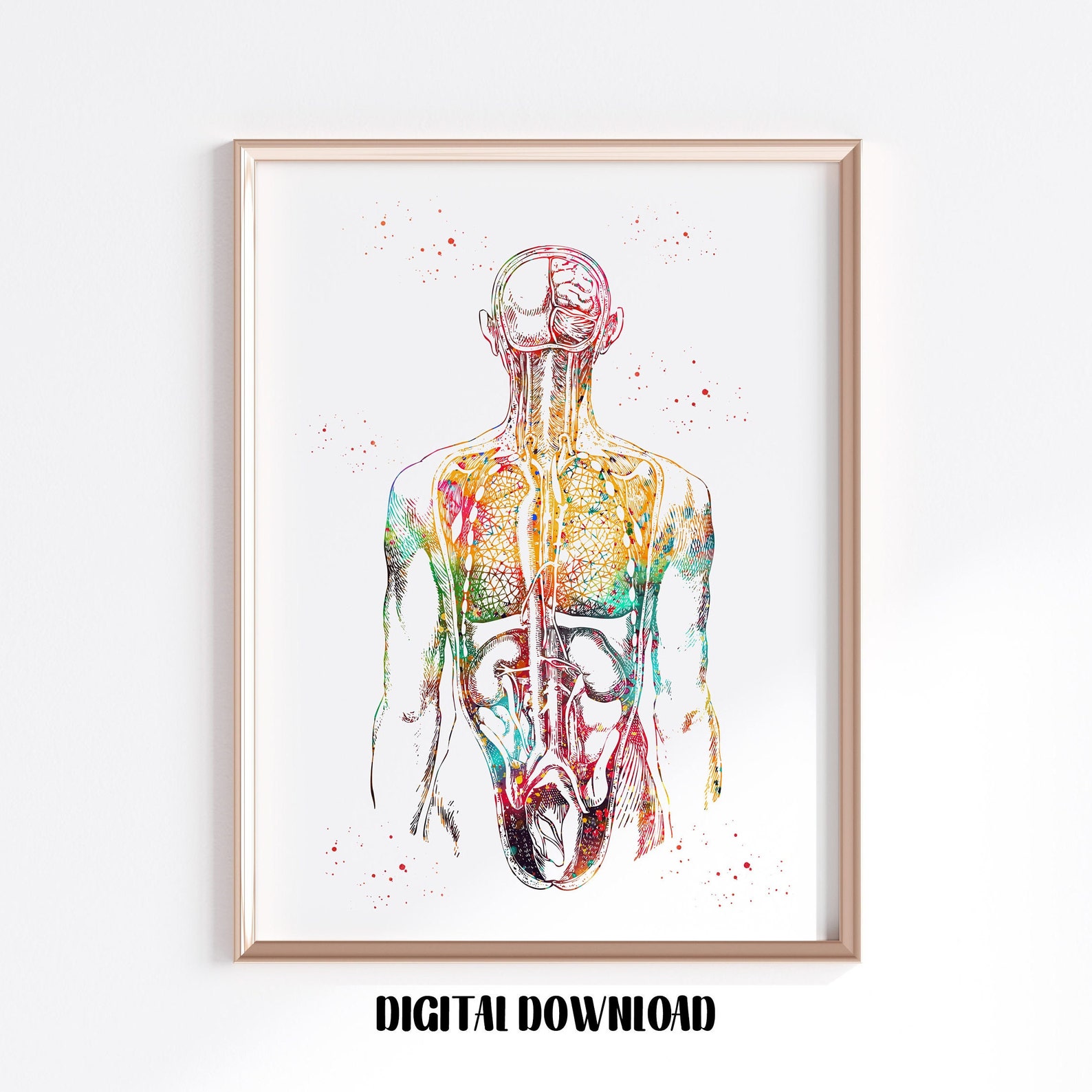 Internal Organs and Circulatory System Anatomy Biology Poster - Etsy