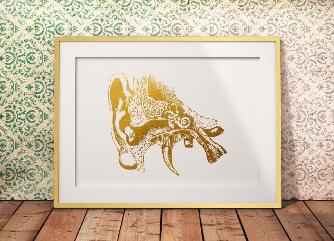 Human Ear Anatomy Audiology Poster Cross Section of Ear Golden - Etsy