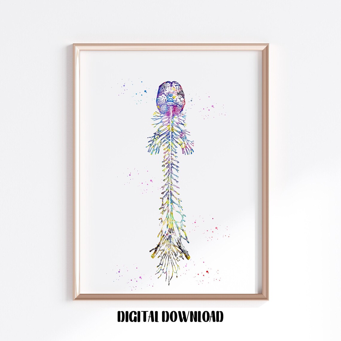 Nervous System Brain Spinal Cord Anatomy Art Vertebral Column - Etsy