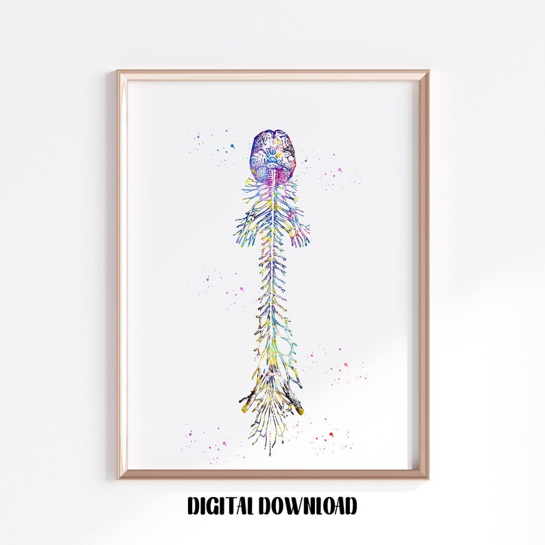 Nervous System Brain Spinal Cord Anatomy Art Vertebral Column - Etsy