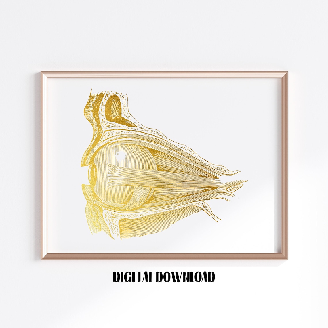 Eye Anatomy Human Eye Optometrist Optician Poster Medical Art - Etsy