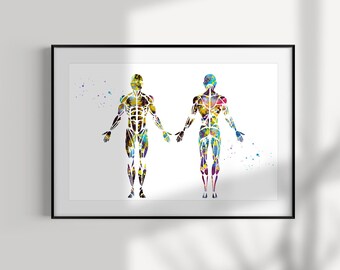 Muscular System Poster - Etsy