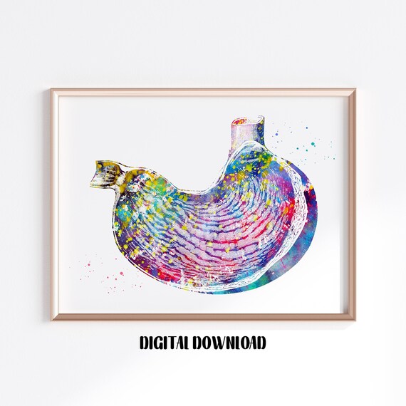 The Stomach Poster Anatomy Art Stomach Illustration Abstract - Etsy