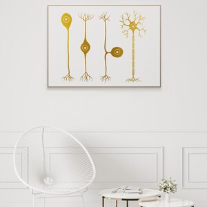 Four Types of Neurons Brain Connections Nerve Cells Neuroscience Golden ...