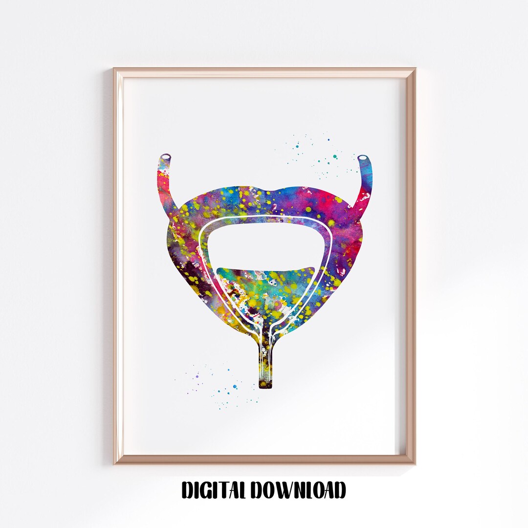 Bladder Urinary System Human Bladder Urology Urinary System Anatomy ...