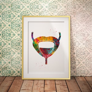 Bladder Urinary System Human Bladder Urology Urinary System Anatomy ...