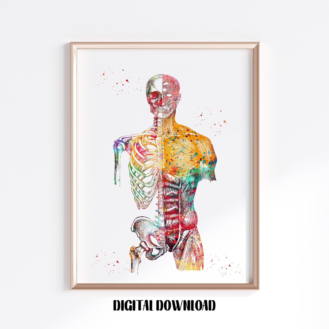 Bones and Muscles of the Torso Anatomy Musculoskeletal System Poster ...