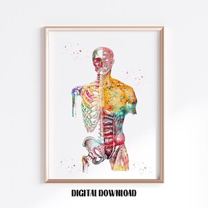 Bones and Muscles of the Torso Anatomy Musculoskeletal System Poster ...