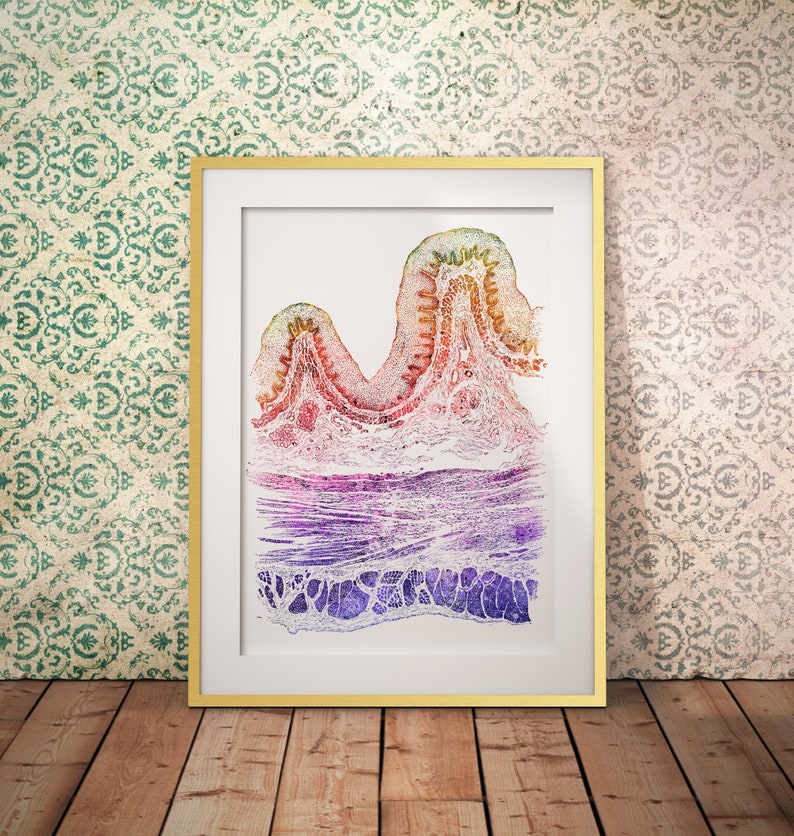 Esophagus Transverse Section Anatomy Poster Medical Science - Etsy