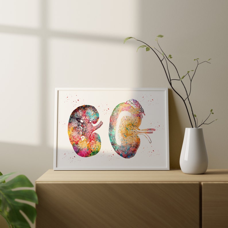 The Kidneys Anatomy Urology Illustration Human Kidneys Poster - Etsy