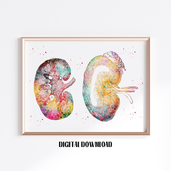 The Kidneys Anatomy Urology Illustration Human Kidneys Poster - Etsy