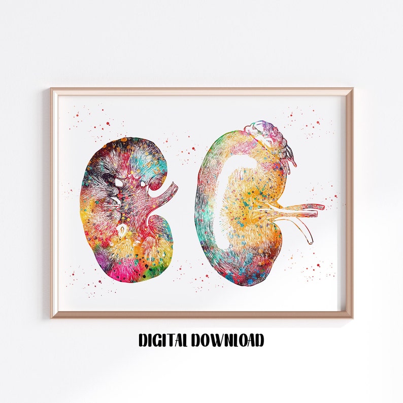 The Kidneys Anatomy Urology Illustration Human Kidneys Poster - Etsy