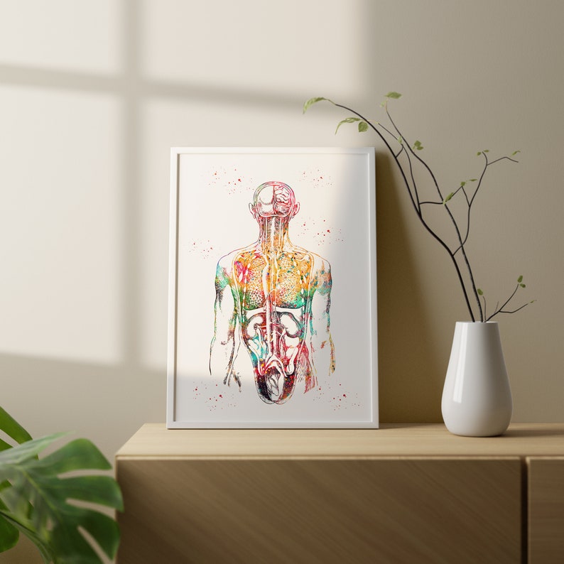 Internal Organs and Circulatory System Anatomy Biology Poster - Etsy