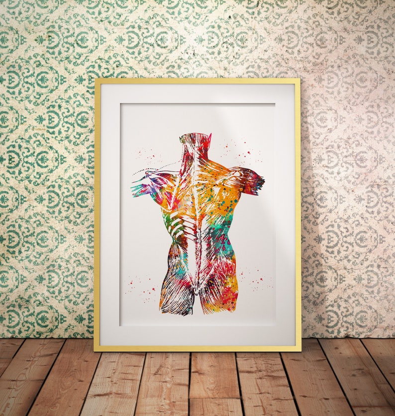 Back Muscles Human Muscles Anatomy Body Anatomical Biology | Etsy