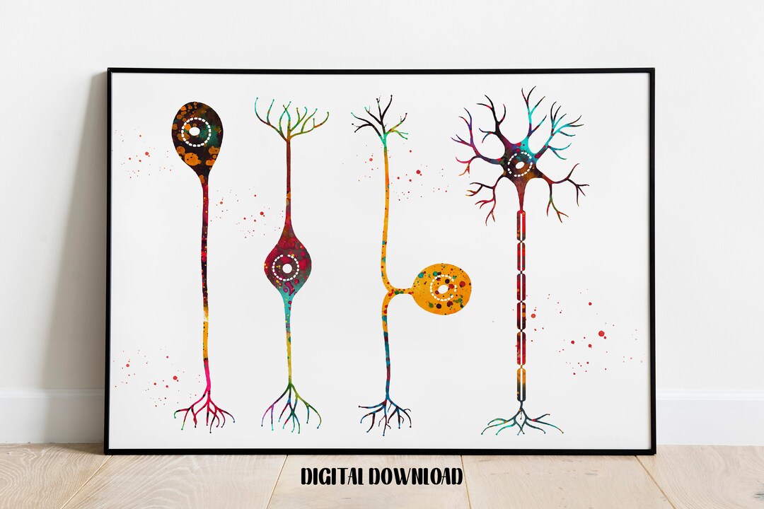 Four Types of Neurons Brain Connections Nerve Cells and ...