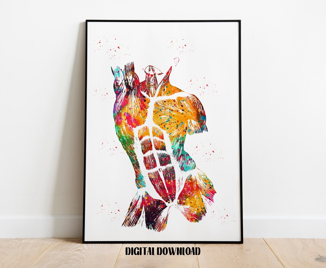 Muscle Anatomy of a Torso in Pose Poster Medical Science Watercolor ...