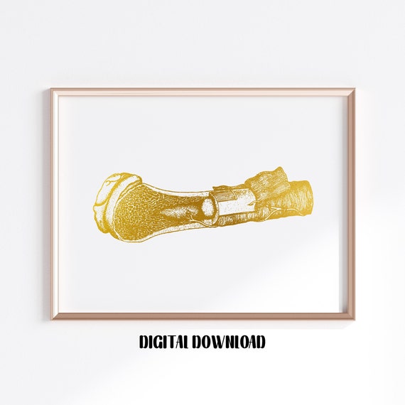 Bone Anatomy Structure Poster Orthopedic Surgeon Gift Medical - Etsy