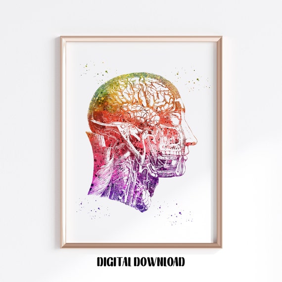 Head Anatomy Art Vascular System of Head and Brain Poster - Etsy