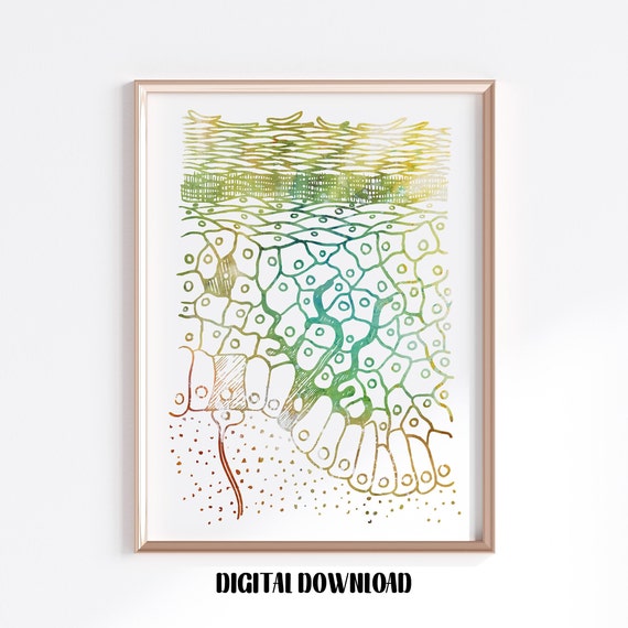 Anatomical Watercolor From Skin Layers Epidermis Stratum | Etsy