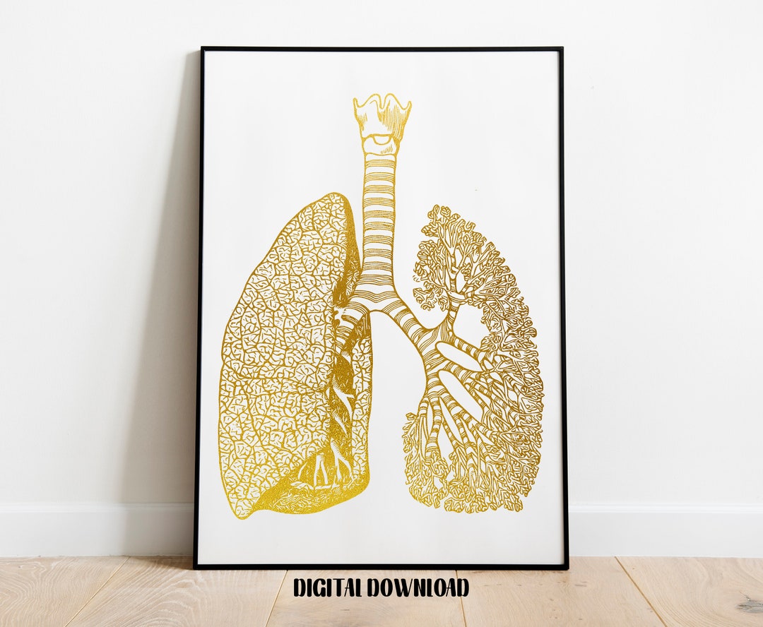 Lungs Anatomy Art Alveolar Respiratory System Human Lungs Illustration ...